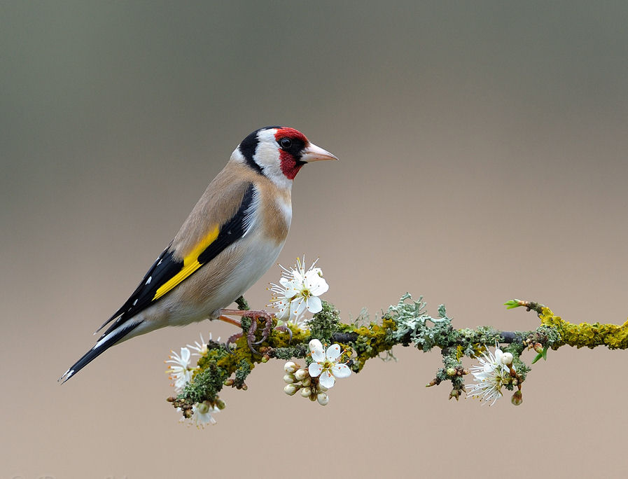 Banco de Imágenes Gratis: Ave exótica sobre las flores blancas del paraíso