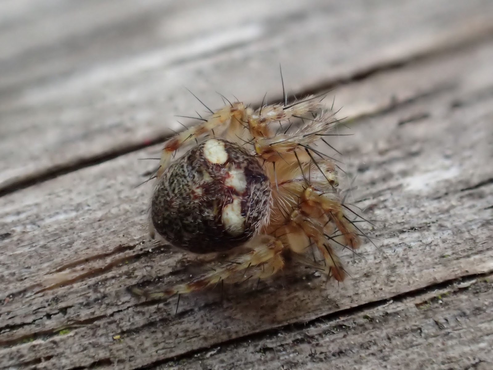 Spider Under A Microscope