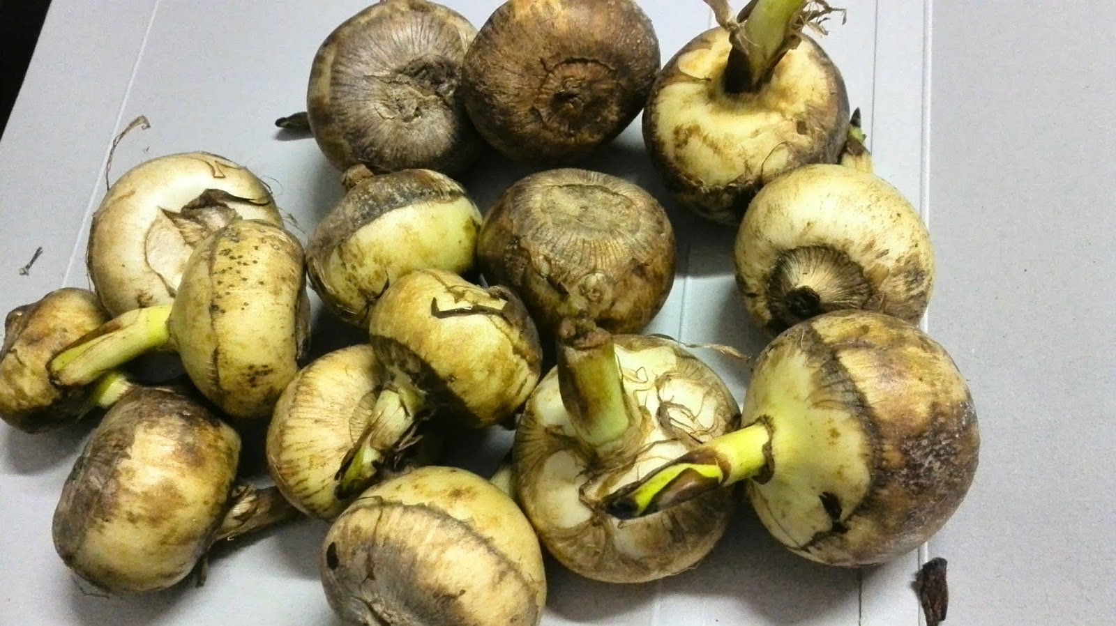 namakucella: KEREPEK NGAKU