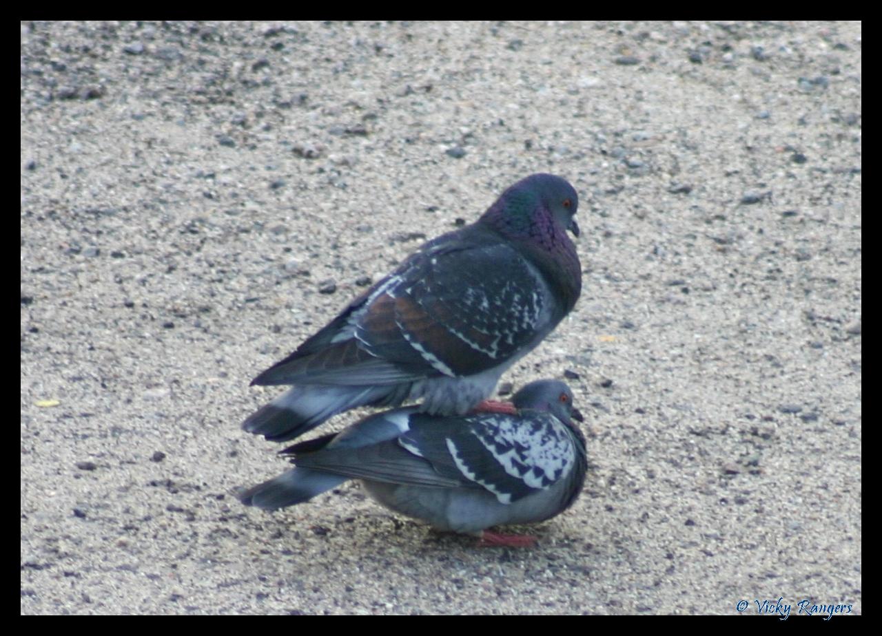 La faune et la flore du Québec en photos: Pigeon biset, Columba livia