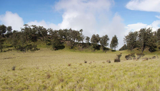 Porter Argopuro, Pendakian Gunung Argopuro via Baderan - Bremi, Guide ...
