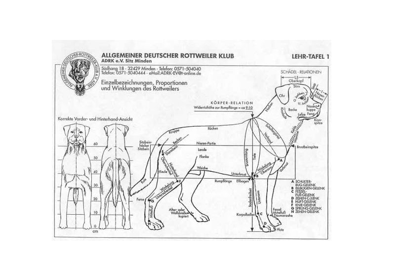 VON DER MAXDEL: ROTTWEILER STÁNDARD