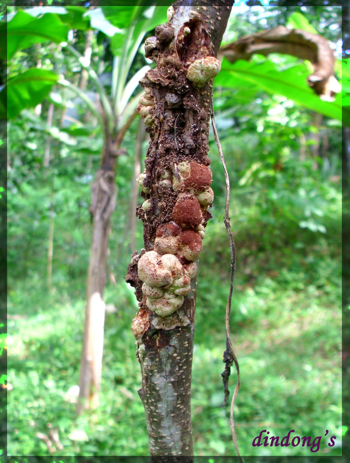 "Tumor" tanaman ~ Catatannya Dinni