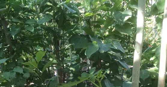 Desert Valley Orchard: Green Ischia Fig