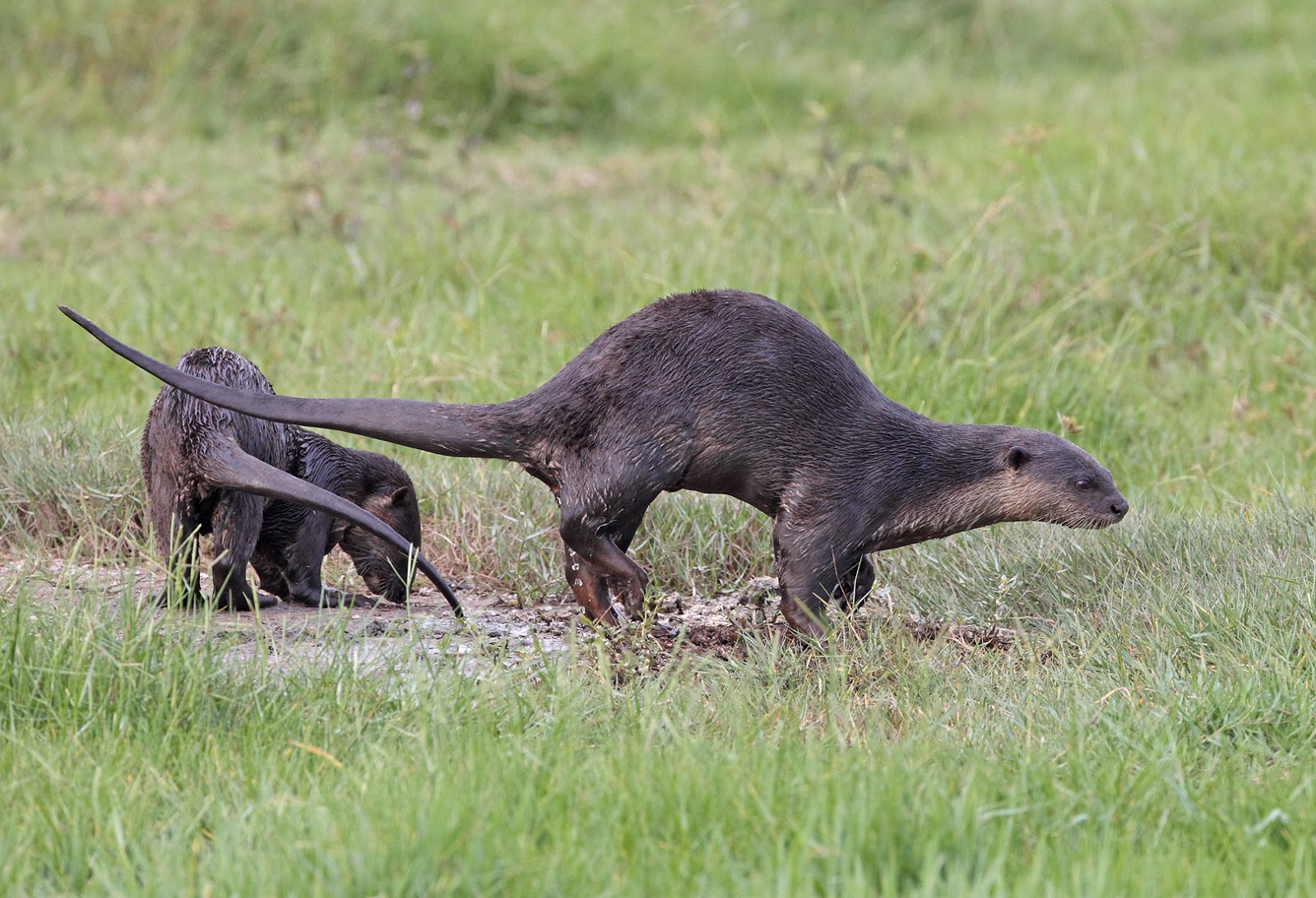 Smooth-coated Otters