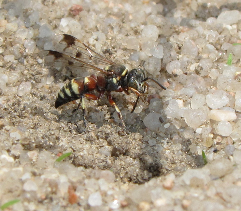Bug Eric: Wasp Wednesday: Hoplisoides nebulosus