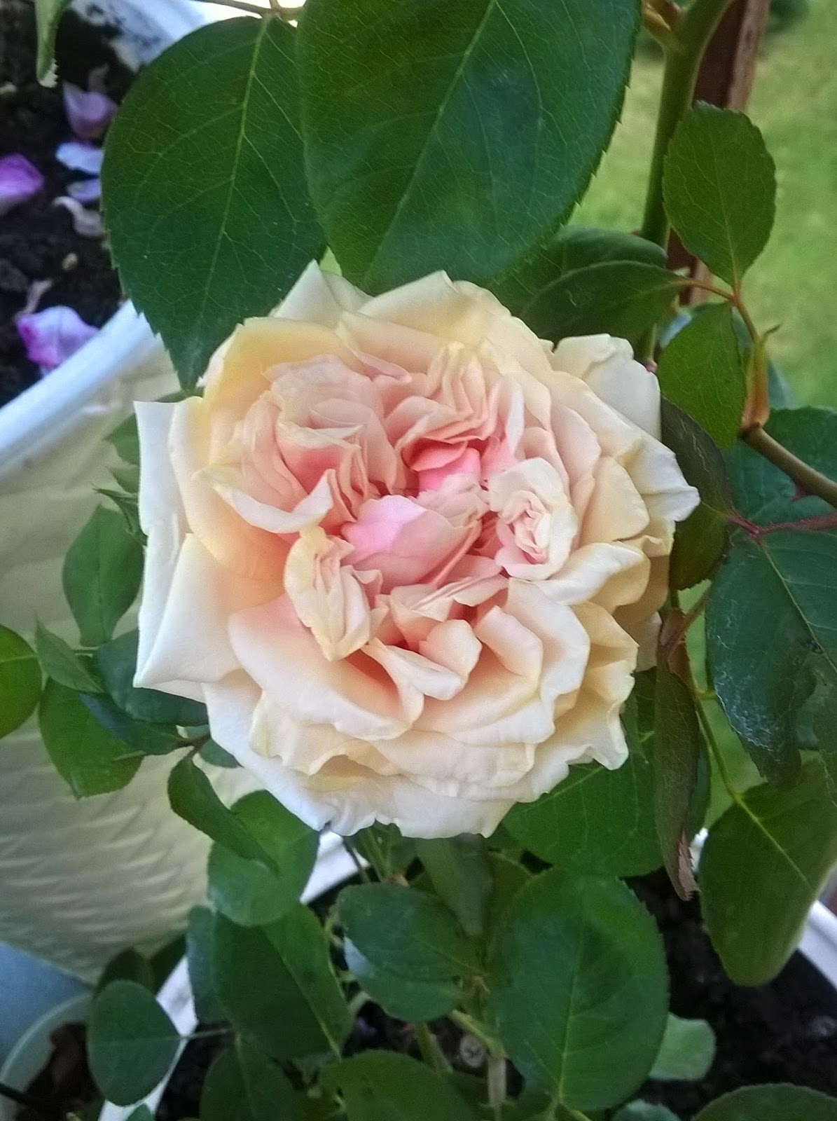 Róże z tajemniczego ogrodu - Balkon Pełen Róż