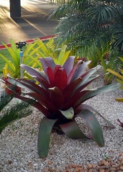 Bromélia-Imperial (Vriesea imperialis) - Busca Plantas