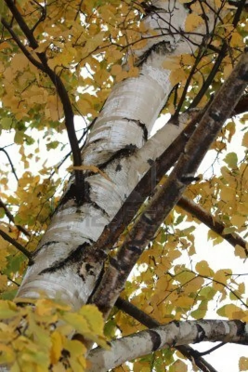 PlantWerkz: Silver Birch Tree - Betula Pendula