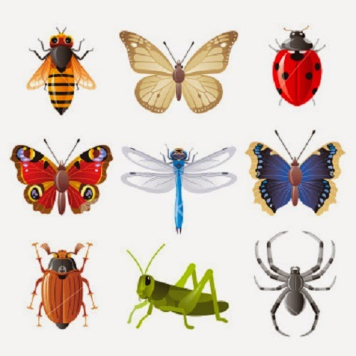 How do the insects breathe? | Teach your brain