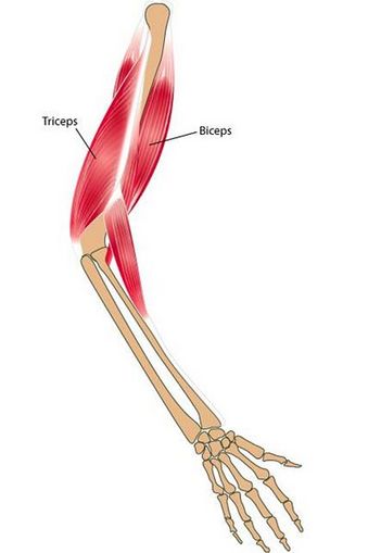 Physiology & Anatomy: Muscle System