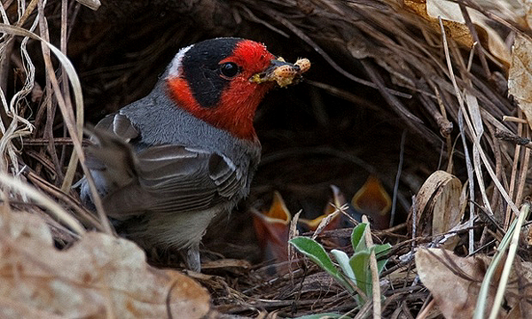 Bellas Aves de El Salvador: Cardellina rubrifrons (reinita o chipe cara ...