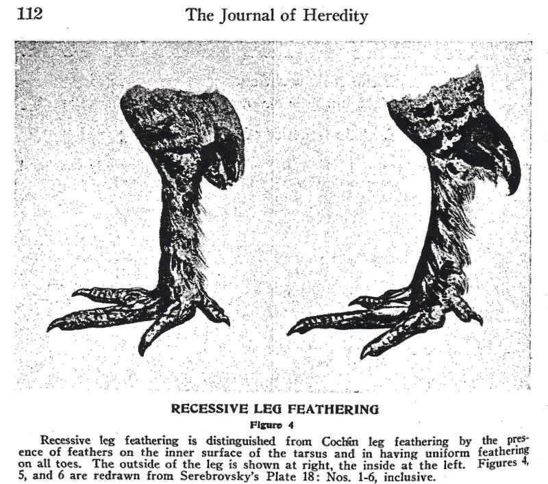 Origin of the Domestic Fowl: A Tough Call; Feathered Shanks