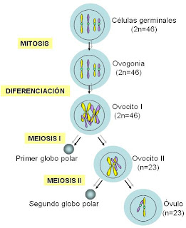 Ovogenesis y Control Hormonal de la ovogenesis