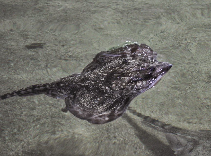 ZOOTOGRAFIANDO (6.100 ANIMALS): RAYA COMÚN / UNDULATE RAY (Raja clavata)