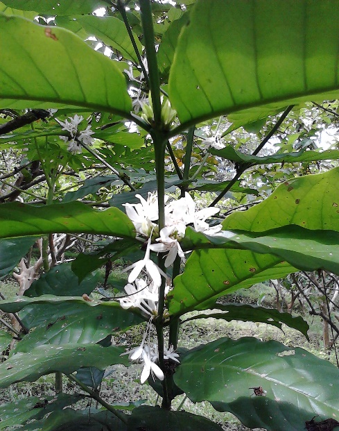 Bunga Kopi, Identik dengan Musim Dingin di Indonesia. - Fenomenologi Gambar
