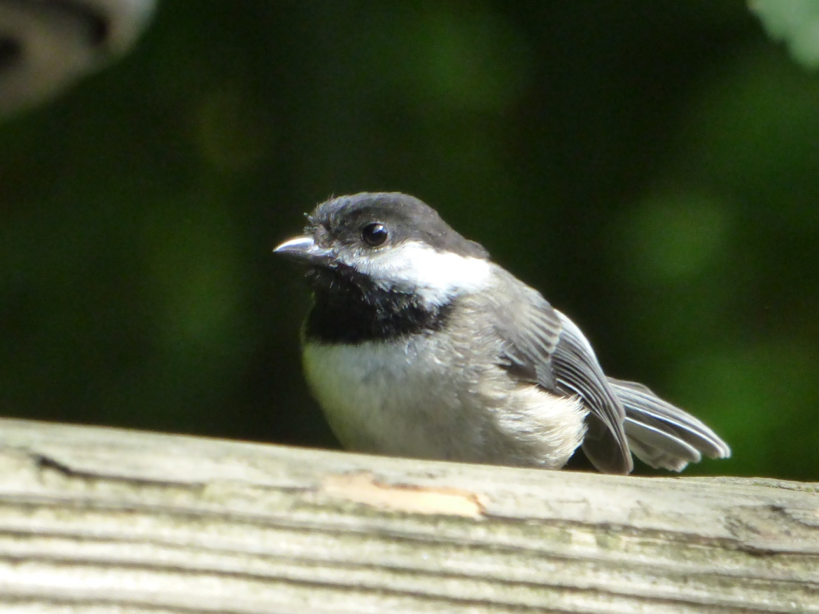 Geotripper's California Birds: Black-capped Chickadee at Seward Park in ...