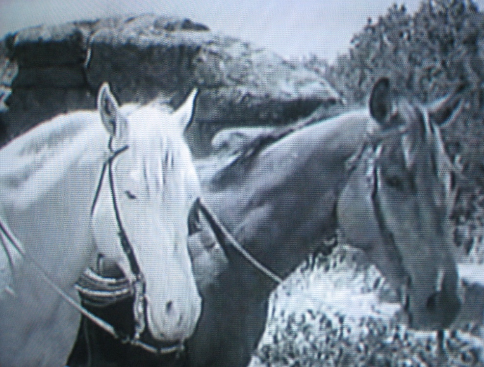 Iverson Movie Ranch: The Toucan makes an appearance in "The Cisco Kid ...