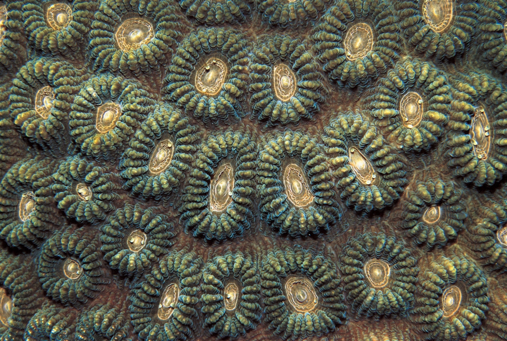 ALL ABOUT CORAL HERE: CORAL REPRODUCTION