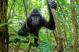 Yaki, Si Monyet Hitam. KHAS (SULAWESI Utara- INDONESIA) ~ hewan-hewan