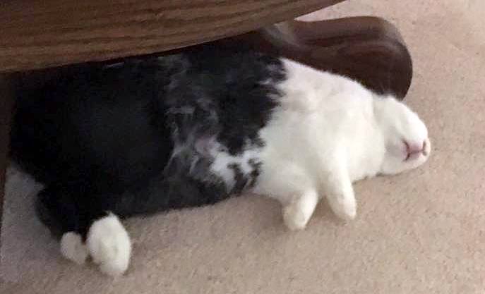 Rabbit Ramblings: Flopapalooza -- The DBF, or Dead Bunny Flop