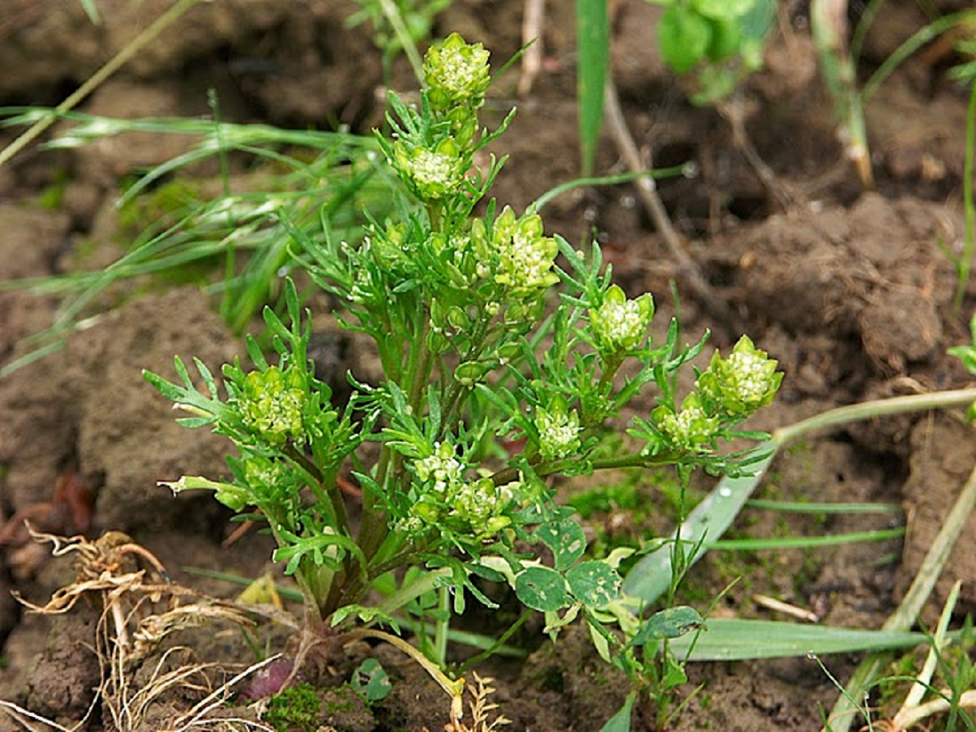 All about Ayurveda and Herbs: MACA (Lepidium Meyenii)