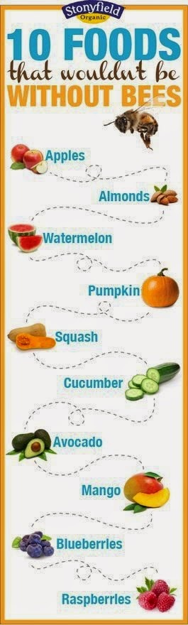 Colony Collapse Disorder : Bees in our Biosphere