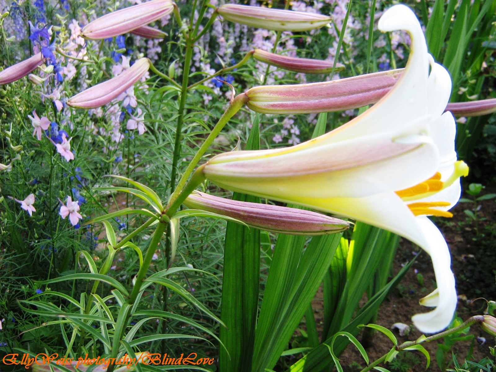 Blind Love: Crinul imperial (Lilium regale)