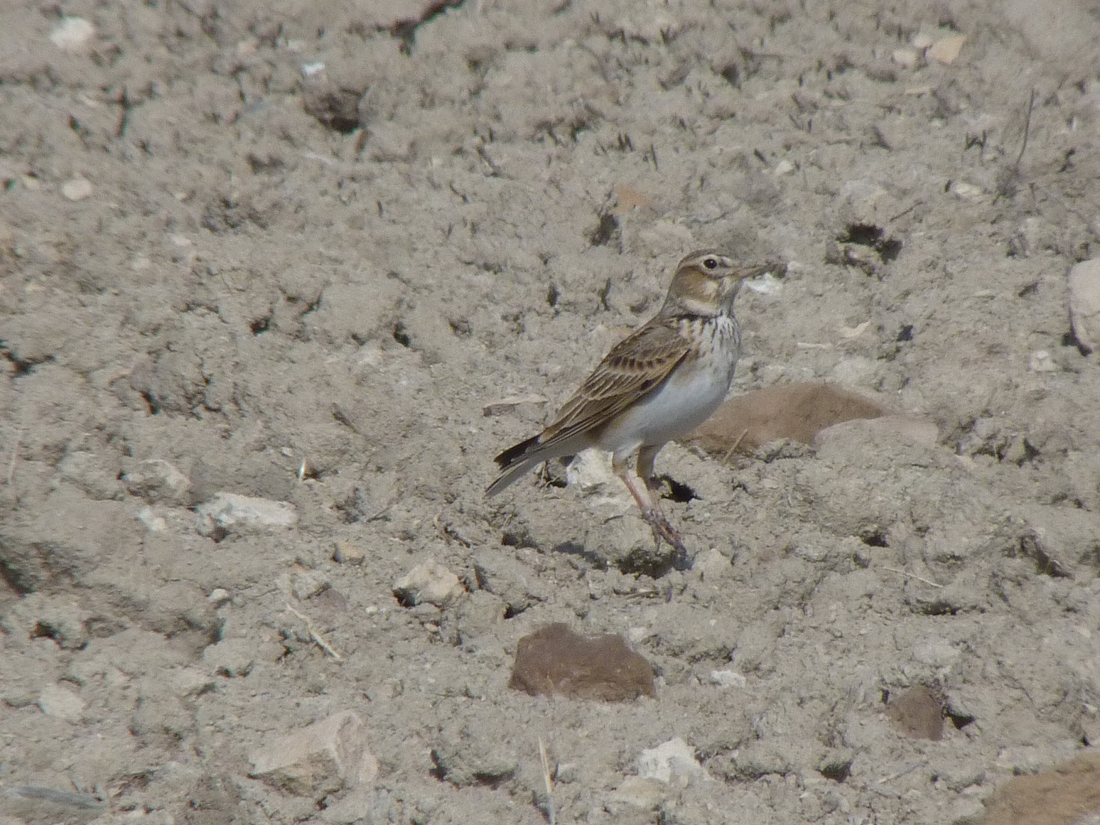 Pajareando en Zaragoza: Las últimas calandrias