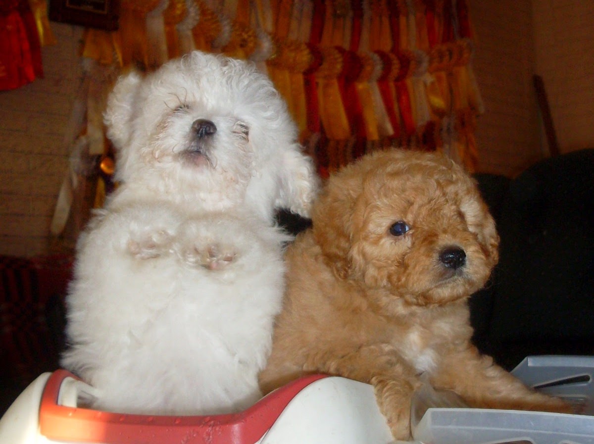 Blog sobre Perros: educación y adiestramiento canino: Nombres para ...