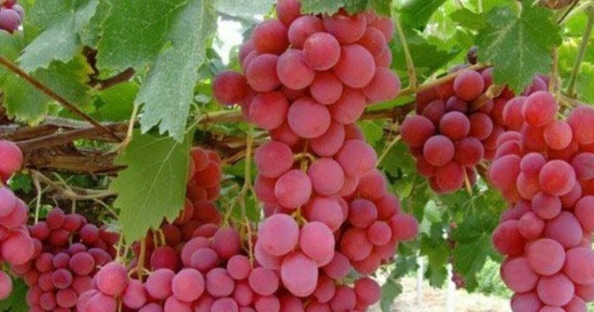 Langkah Budidaya Anggur Merah | Jual Polybag Tanaman