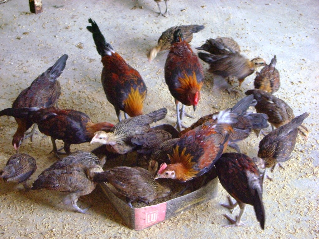 GÀ RỪNG TÂY NGUYÊN