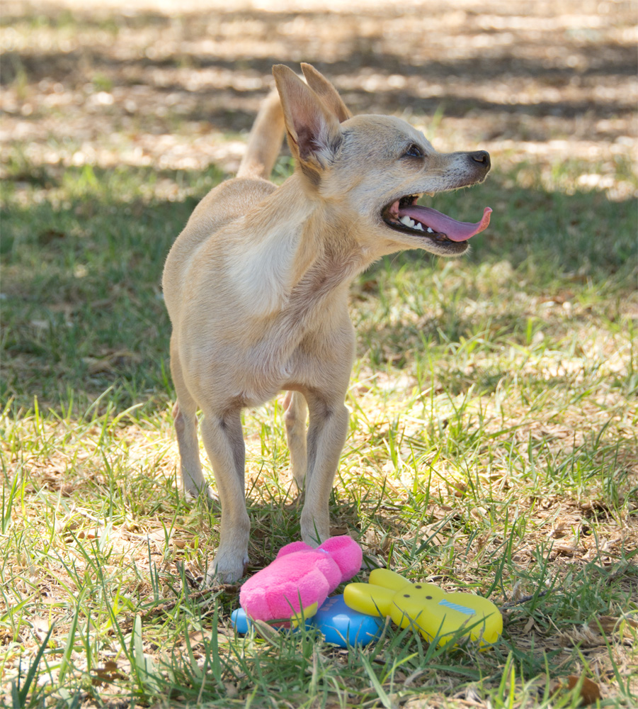 The Dog Geek: Product Review: Peeps for Pets