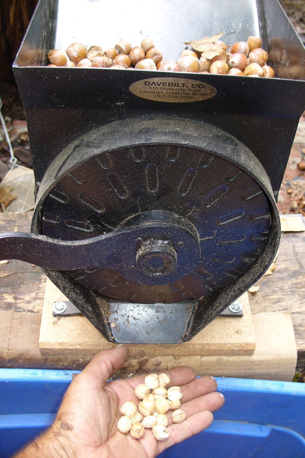 Forest House Farm: Leaching Acorns