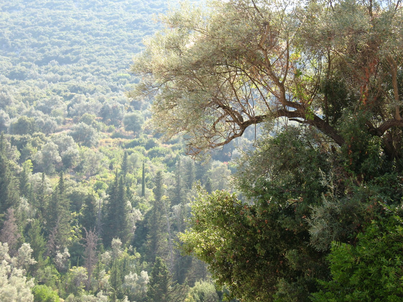 Jurnal de gradina: In livada cu maslini