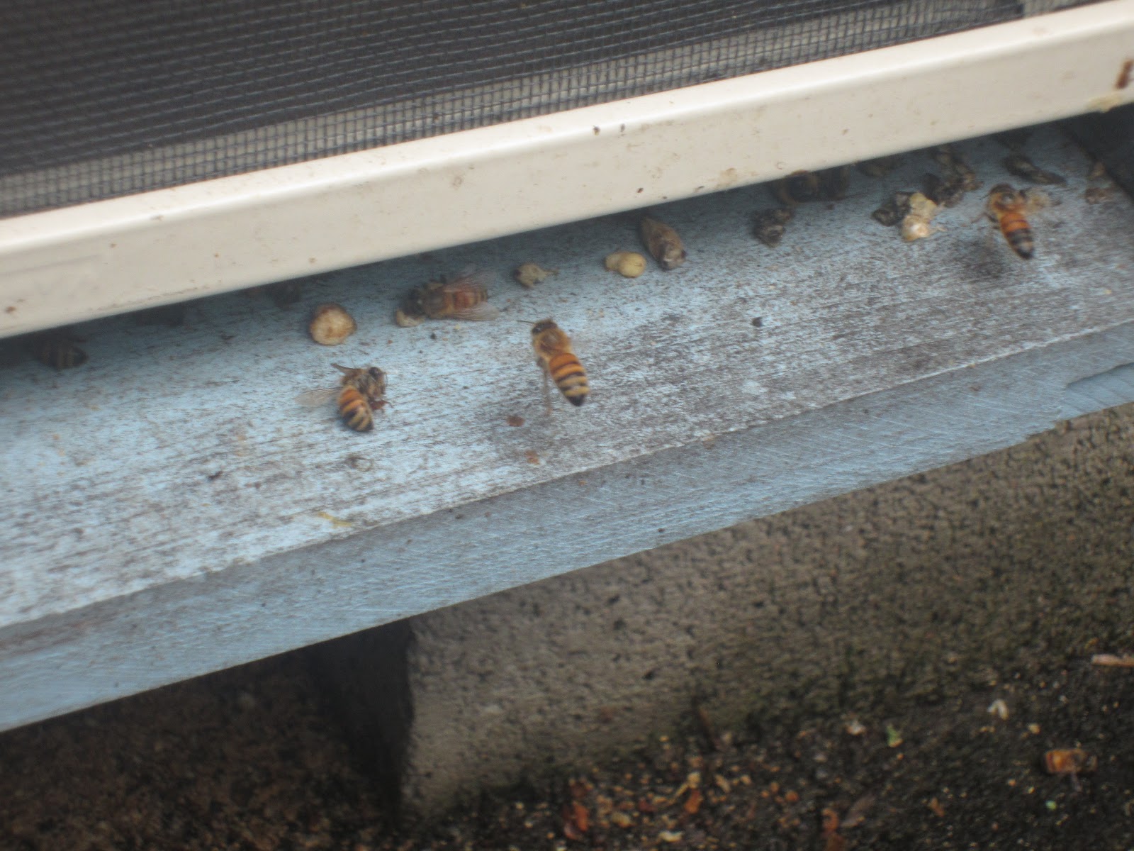 Linda's Bees: Mayhem and Robbery in the Bee Hive