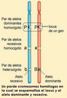 P-67 En un cromosoma, la región específicamente localizada, donde se ...