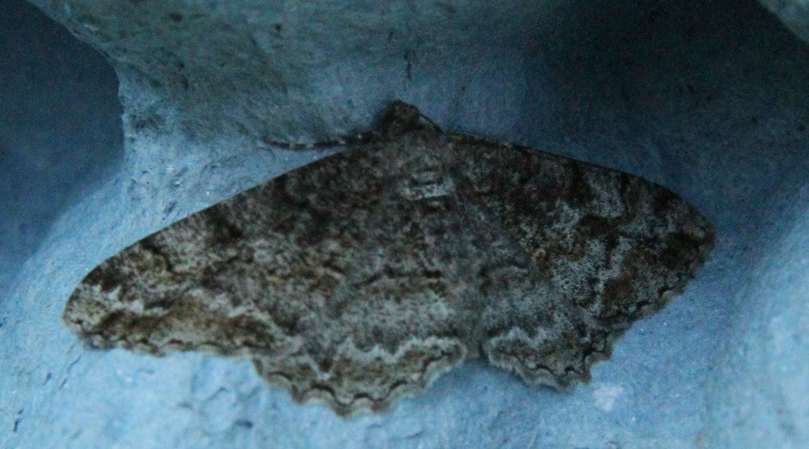 Birding with Flowers: June Moths