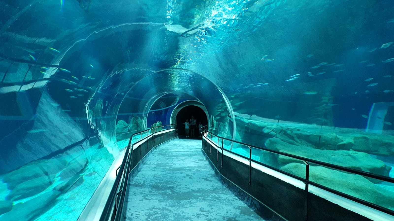 AquaRio: Agora falta pouco! Inauguração ocorrerá em 9 de Novembro ...