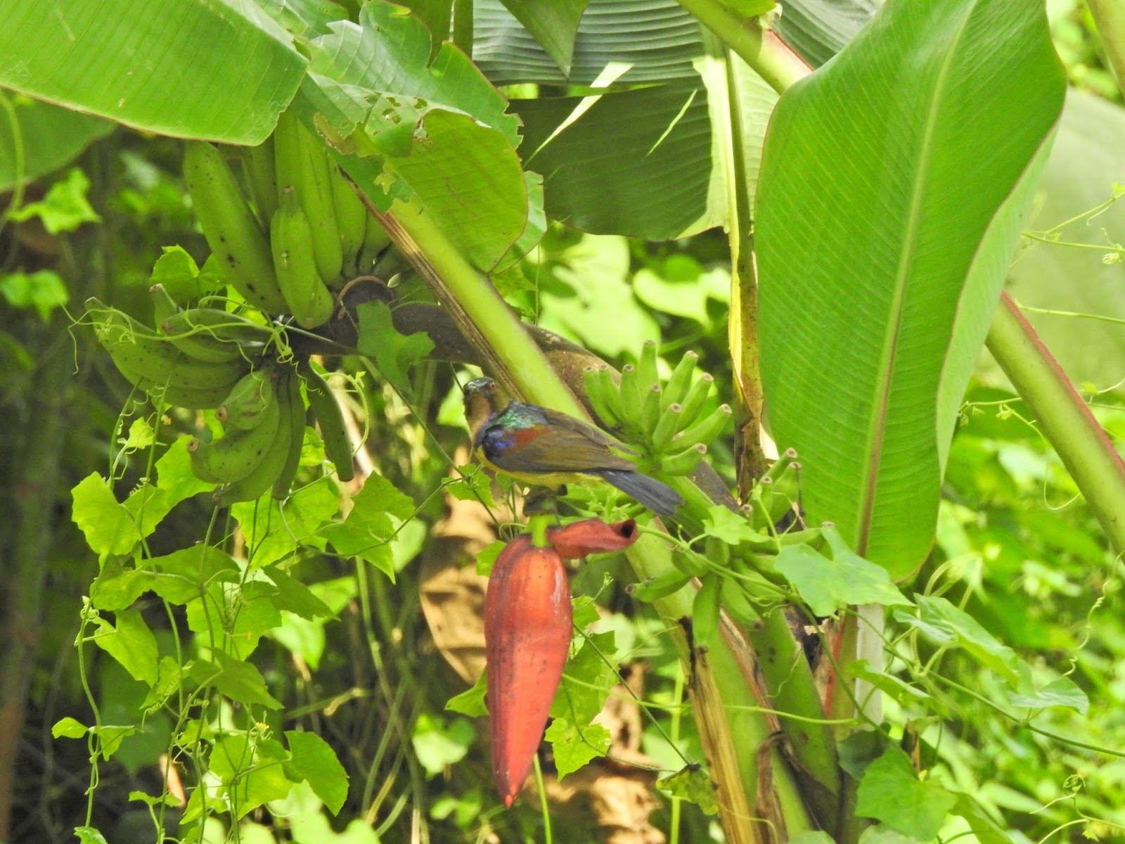 Taman Rimba Kiara: Food of the Sunbird