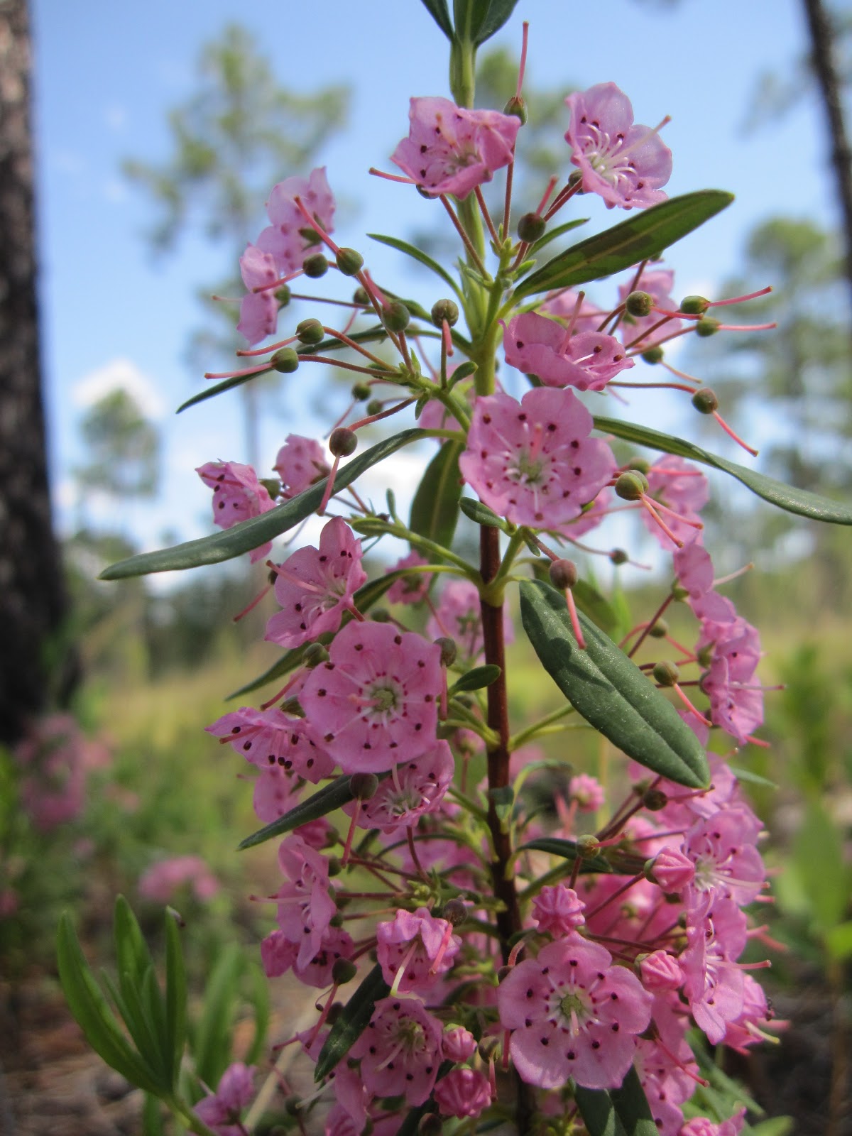 Our Neck of the Woods: Long live longleaf pine...