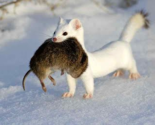 Eslora: Las comadrejas