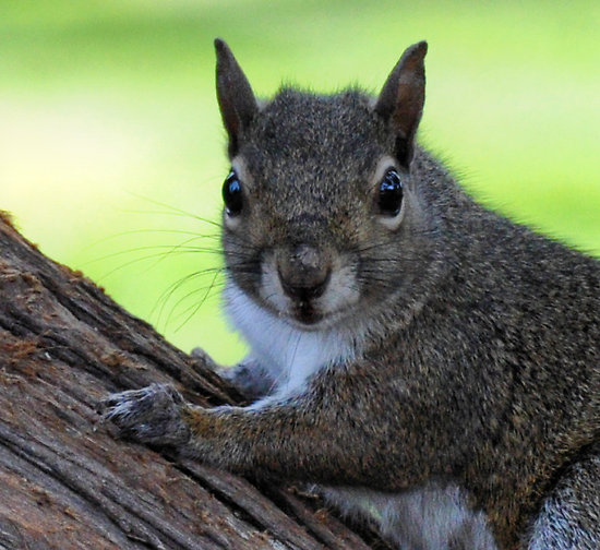 All About Animal Wildlife: Squirrels Photos and Facts