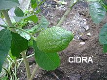 Tropaeolum: Doce de cidra