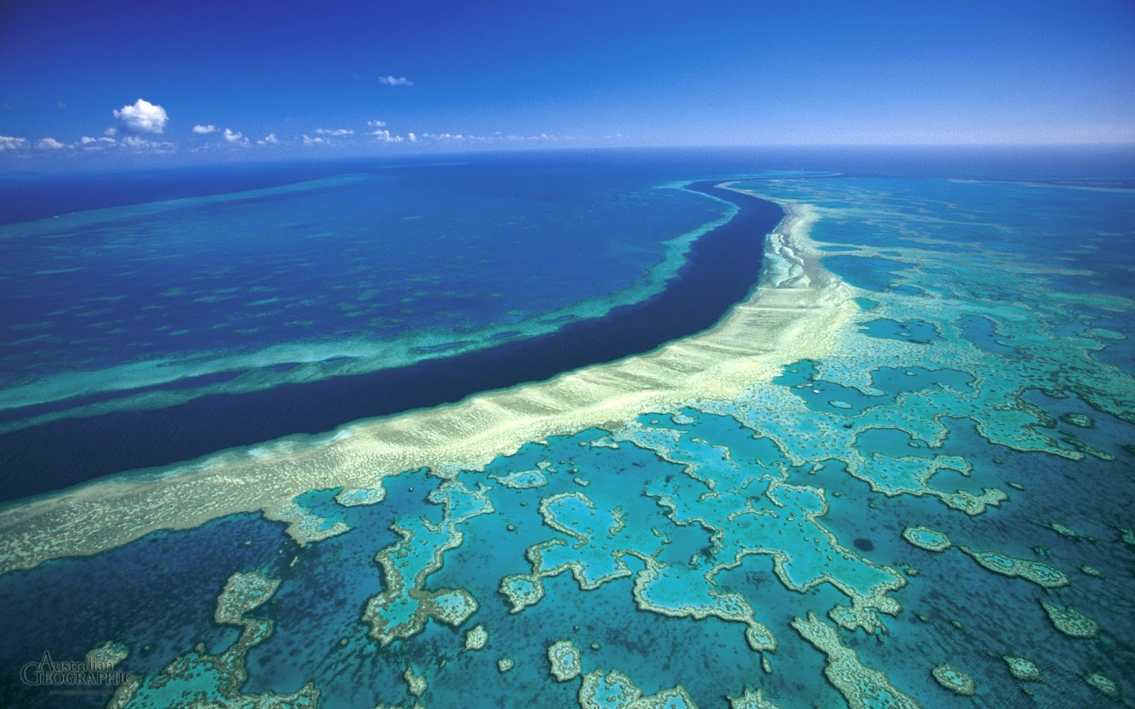 Hiu Penghuni Terumbu Karang Great Barrier Reef Australia ~ Goresanmu
