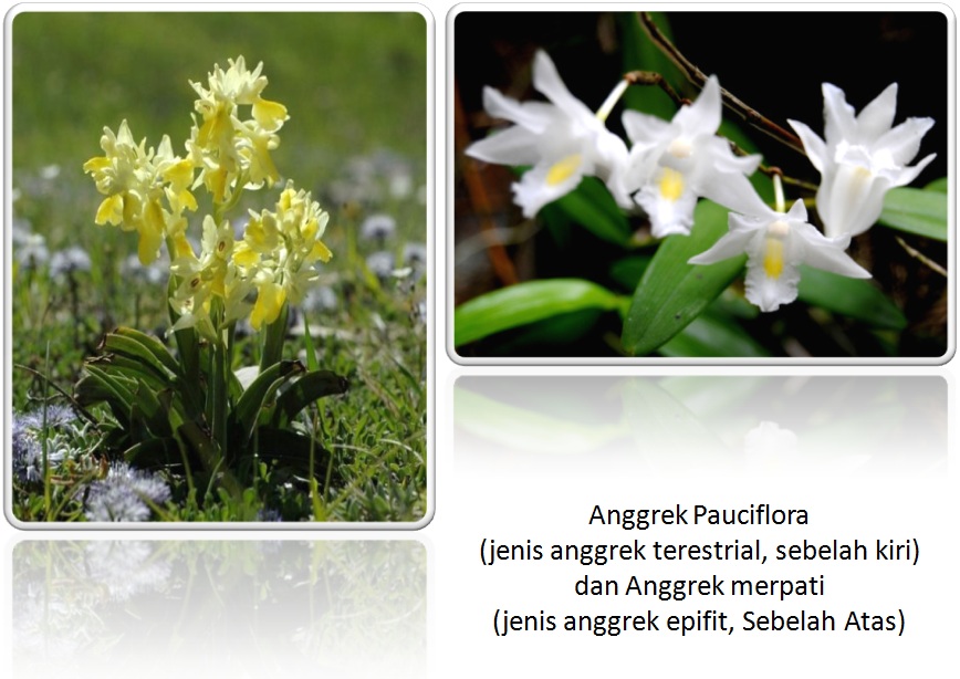 Budidaya Anggrek (Part 3) ~ Tanaman Bunga Anggrek
