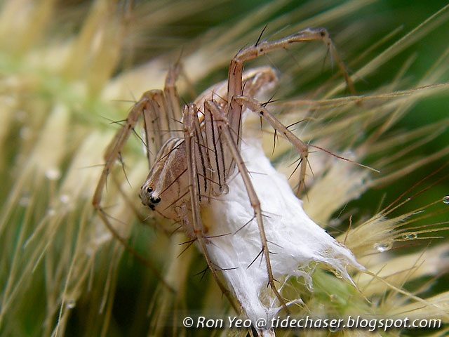 tHE tiDE cHAsER: Spiders, Scorpions & Other Arachnids (Phylum ...