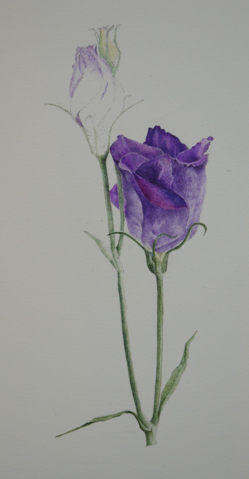 Pen and Ink Calligraphy: botanical illustration at Kew