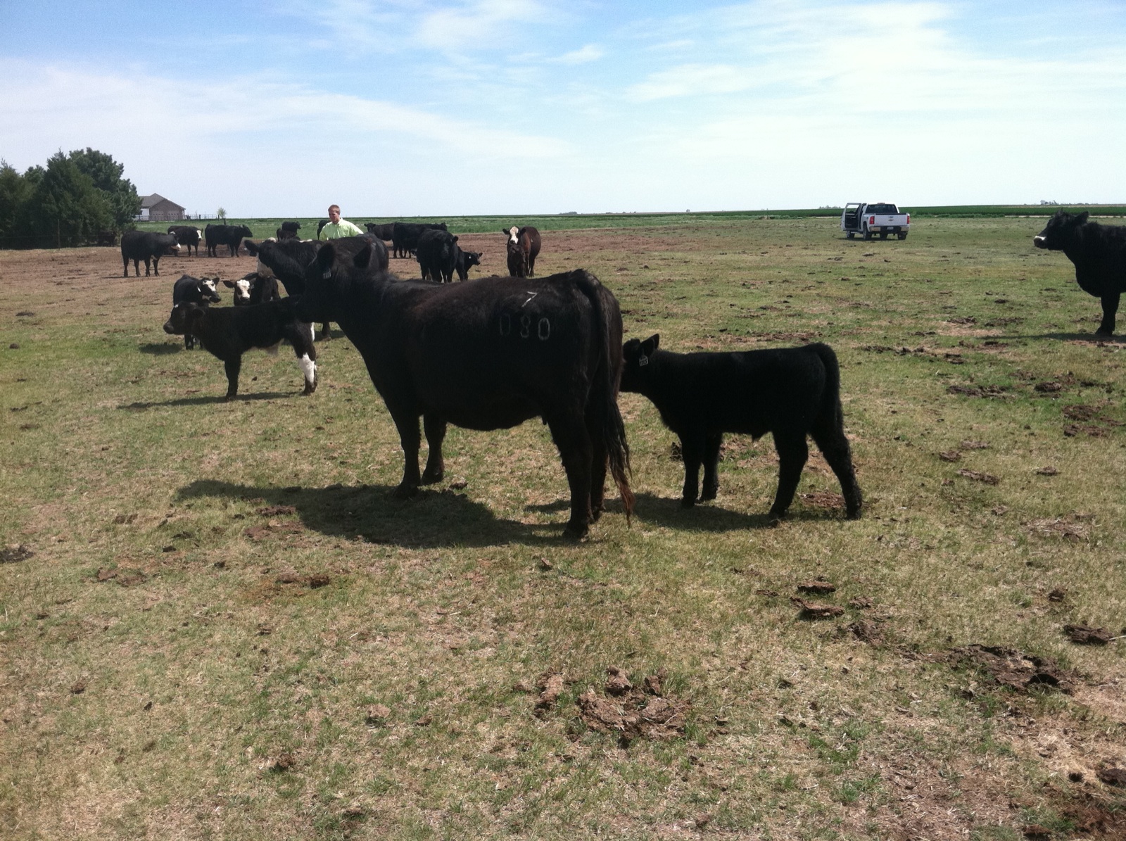 RCC Blog: BIM breeding Heifer with her BC Lookout Daughter from First ...