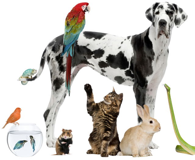 Headswapcaptions Why Have Animals In Your Life headswapcaptions-why-have-animals-in-your-life